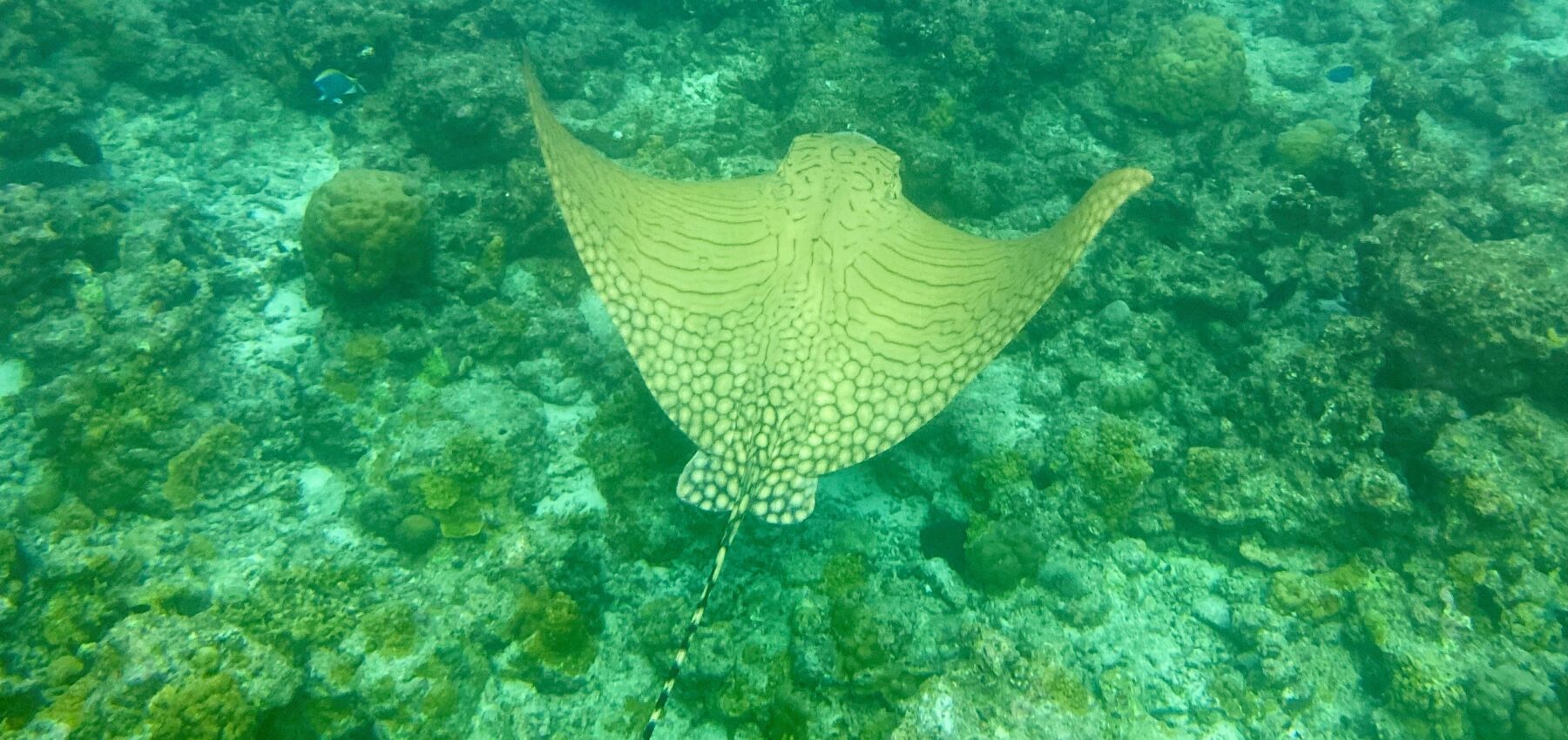 CRITICALLY ENDANGERED ‘ORNATE EAGLE RAY’ SIGHTINGS IN MALDIVES